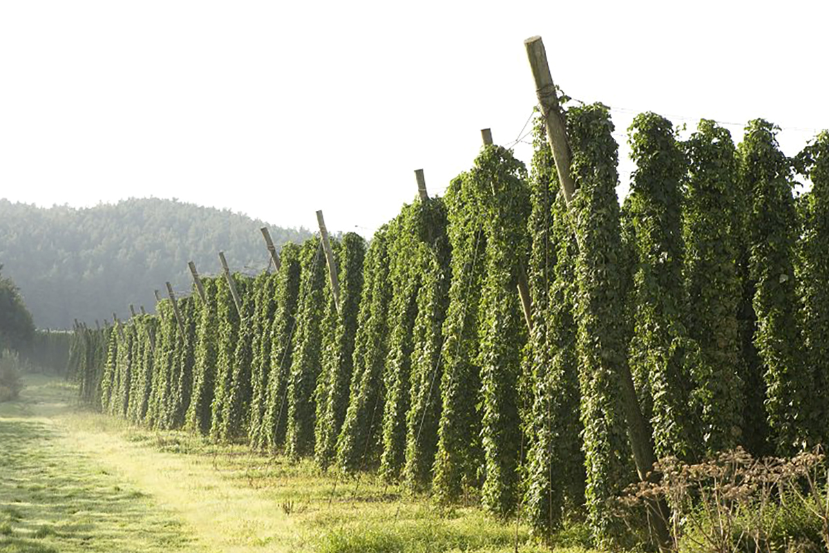 Die Bedeutung von Hopfen in Deinem Bier – Besserbrauer Bierbrausets